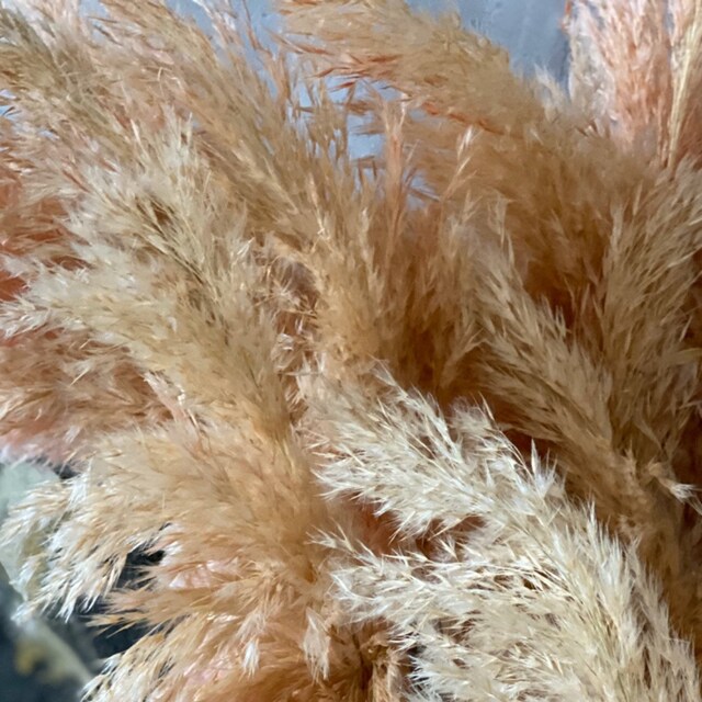 White Pampas Grass Everlasting Flower Ukraine Tall Etsy
