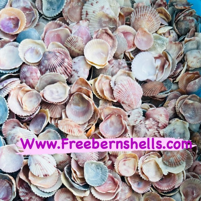Natural Seashells, Natural Sea Shells, Natural Shells, Craft Seashells ...