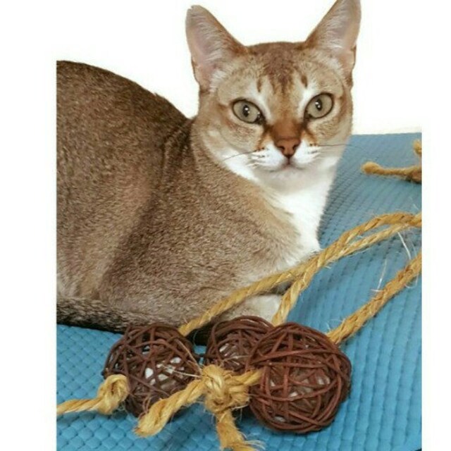 Cat Mats and Cat Toys with a Yoga Cat Theme by FelineYogi on Etsy