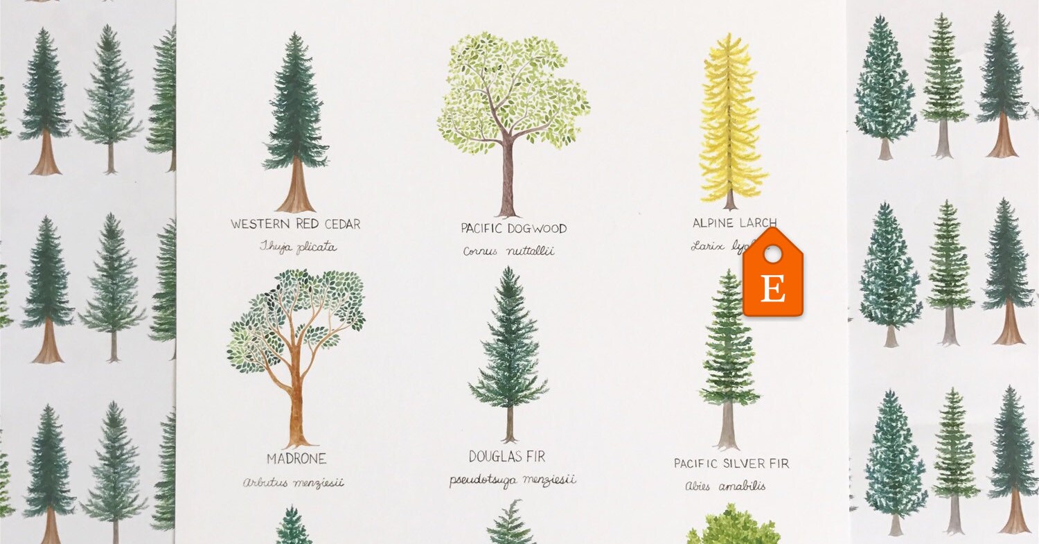 Pacific Northwest Trees Art Print / Washington State Art / - Etsy