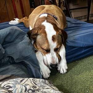 TUTORIAL DNA Double Helix Inverted Spiral Chainmaille Intermediate ...