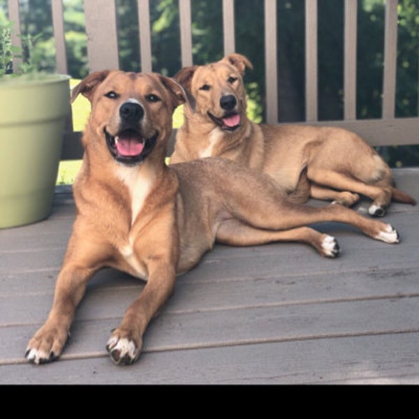 5k, Running Sticker, Run Sticker, Vinyl Sticker, Water Bottle Sticker ...