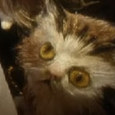 Gatobob's favorite items - Etsy