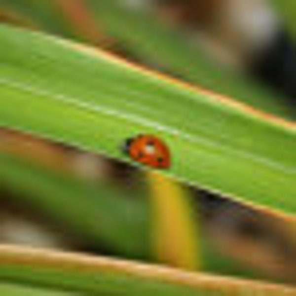 Shrimp Shaker Keychain - Etsy
