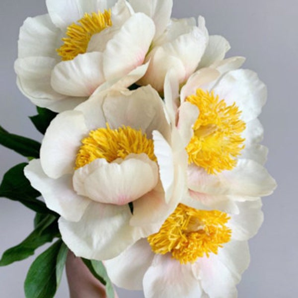 Raindrops Arabic Alphabets alif Baa Taa A6 Flashcard Alif Ba Ta - Etsy