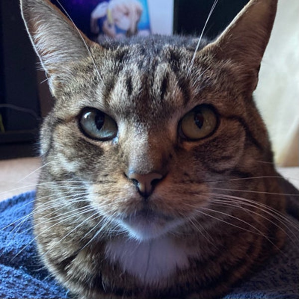 Wizard Cat the Magician T Shirt, Tarot Card Shirt, Witchy Clothing ...