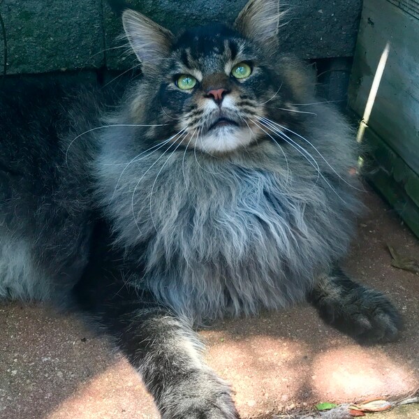 Consider the Ravens Shirt, Christian Graphic Tees, Jesus Shirt ...