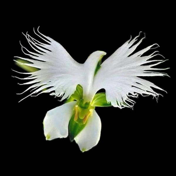 Editable Lined Handwriting Paper With a Tracing Font for Prek, K, 1st ...