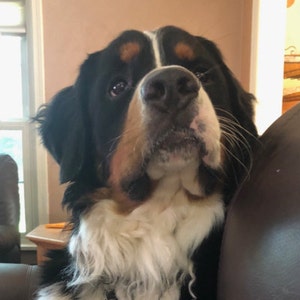 Cochlear N8 Skin Digital File - Etsy