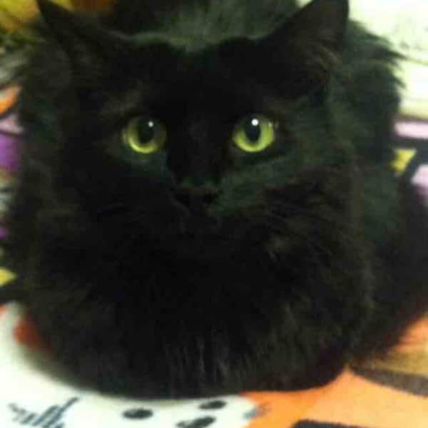 New North Star Laureen Smith Quilt Pattern Touramaline & Thyme ...