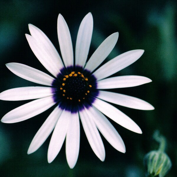 Snails and Flowers Cross Stitch and Hardanger Pattern Durene J Cross ...