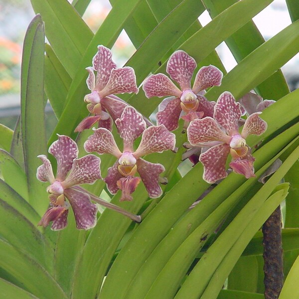 20 Legend of Zelda Link Pngs High-quality Digital Download for Crafting ...