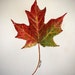 Fall Leaf - Etsy UK