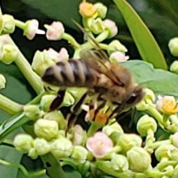 Special Education Task Box Stock the Vending Machine Vocational Work ...