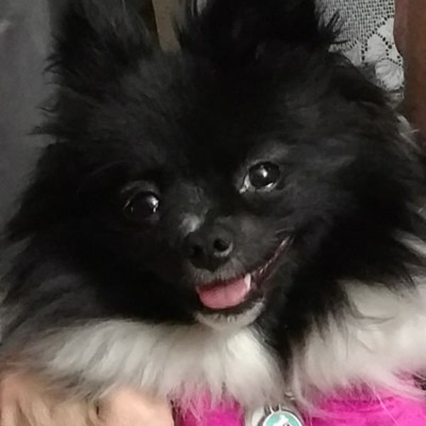 Wolverine Hugh Jackman Marvel Comics Silhouette Vinyl Diecut Decal ...