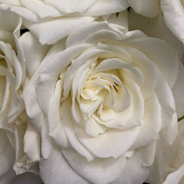 Order of Blood Draw Beads, Badge Reel Accessory for Student Nurses ...