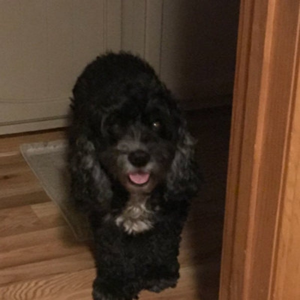 Halloween Garland Party Decoration Flag Banner - Etsy