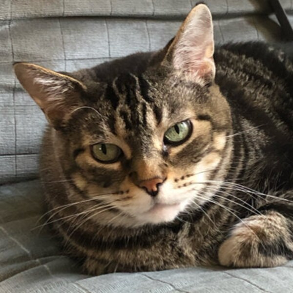 IFS 6 Fs Processing Guide / Internal Family Systems Guide Worksheet ...