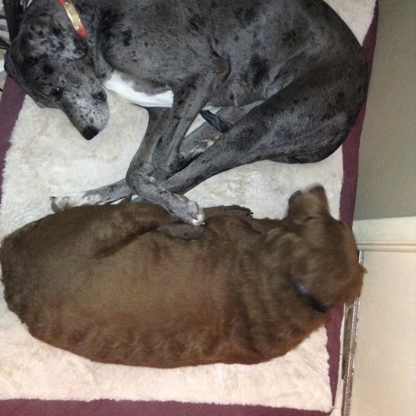 ADHD, Executive Functioning Worksheet Bundle for Kids, Self Regulation ...