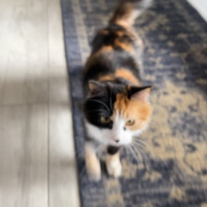 Under No Pretext Subdued Morale Patch - Etsy