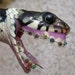 Greeting Card, African or European Swallows Carrying a Coconut, Monty ...
