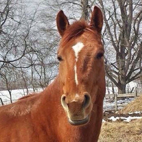 Boho Farmhouse Baby Boy Hospital Door Hanger Nursery Decor Personalized ...