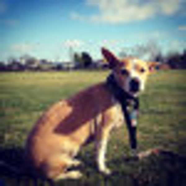 Gift Set Solid Mix Metal Stud Pack Sterling Silver, Gold Colored Brass ...