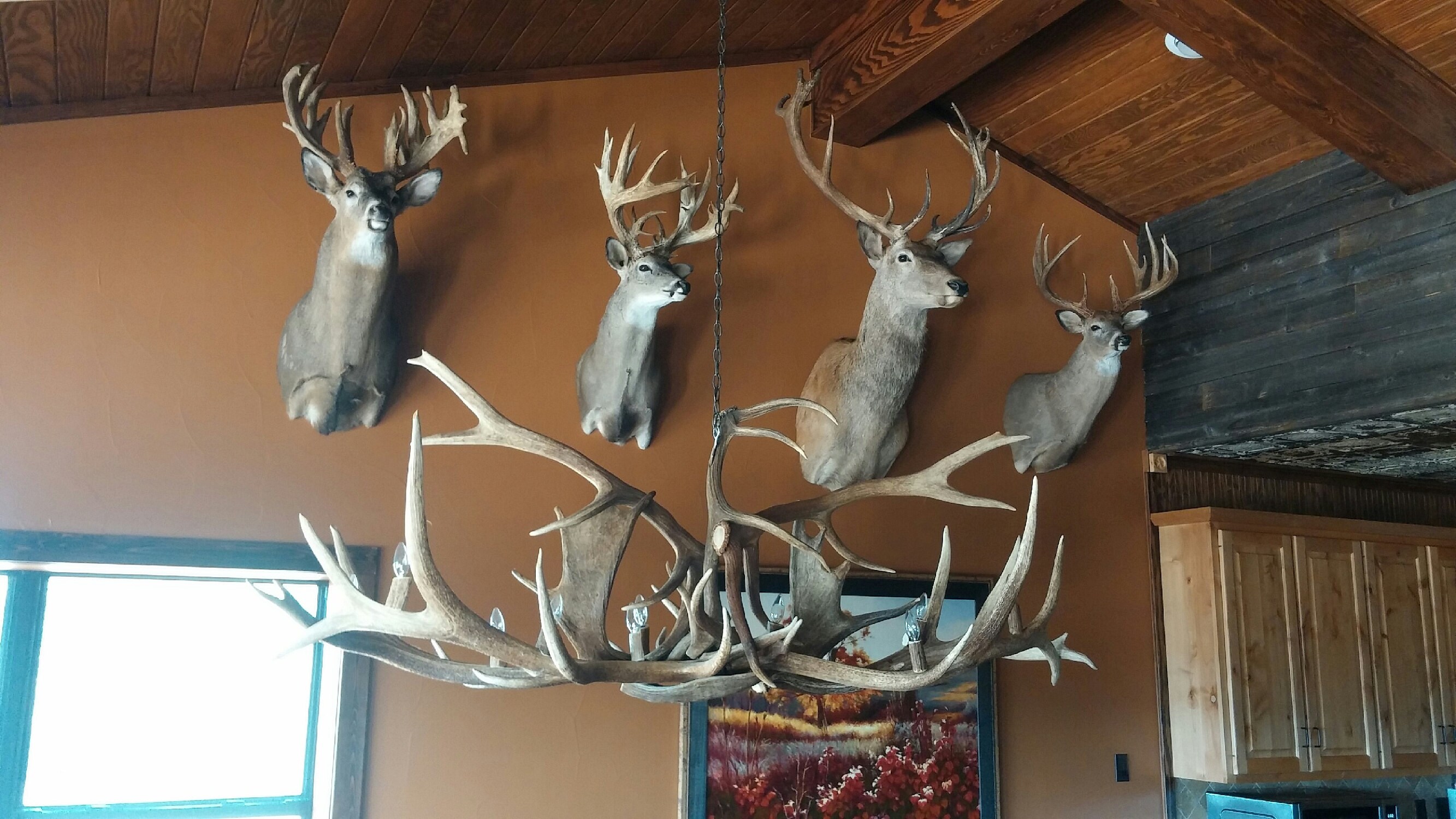 TexasAntlersNMore - Etsy