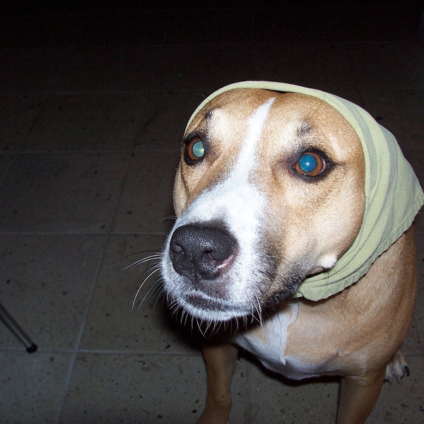 Multicolored Pectin Shell Heishi Beads 7 8 Mm , 16 Inches Strand - Etsy