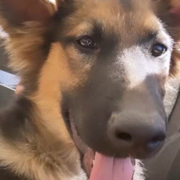 JDM Racing Car Stickers Pack Sponsors Logos Team Racing Sports Drift ...