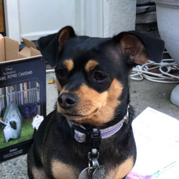 3D Model STL Scaled Growlithe Evolution Line STL digital File - Etsy