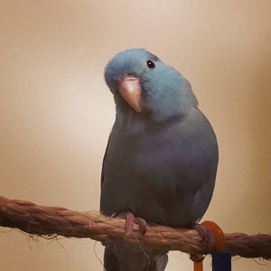 DIY Felt Hand Stitching Kit House Hippo - Etsy