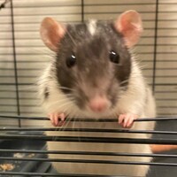 Cute Rat T-shirt, Pastel Goth Clothing, Soft Grunge Shirt, Nu Goth ...