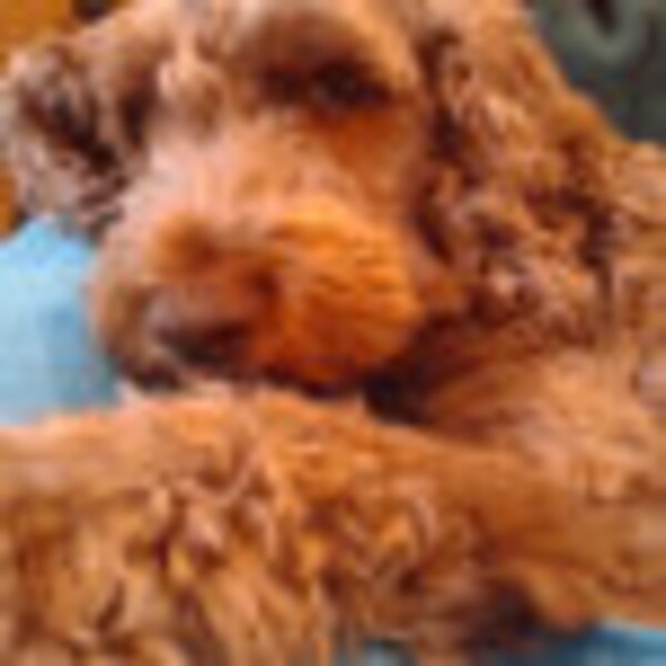 Misses'/miss Petite Jumpsuits/rompers With Neckline, Sleeve and Length ...