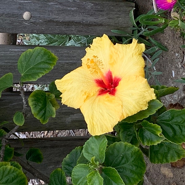 30 PNG Watercolor Fall Drink Clipart, Autumn Coffee Illustrations Clip ...