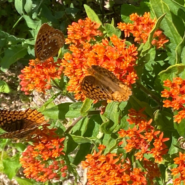 WINSOME the WOLF Stuffed Animal Toy Sewing Pattern Pauline Mcarthur ...