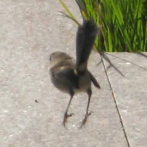 Tutorial Katja Necklace Beading Tutorial, Beading Pattern, Necklace Tutorial, Instant Download ...