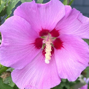 Bright Bumble Bee Garland Gold Yellows White Felt Ball Honey Bee Banner ...