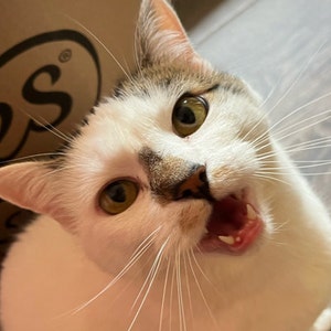 Revali Plush Toys the Legend of Zelda Breath of the Wild, Best Gift for ...