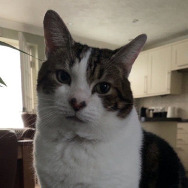 Bobby Singer Idjit Supernatural Birthday Greetings Card - Etsy