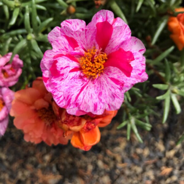 Lauburu-basque Jewelry-woman Bracelet Charm-good Luck Jewels Woman ...