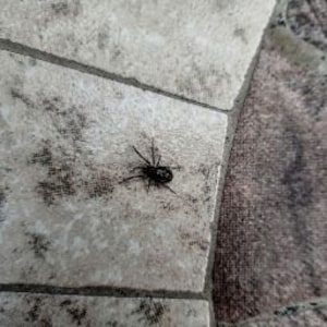 Amigurumi Doll Pattern Critical Role Caleb Widogast With Frumpkin, DIY ...