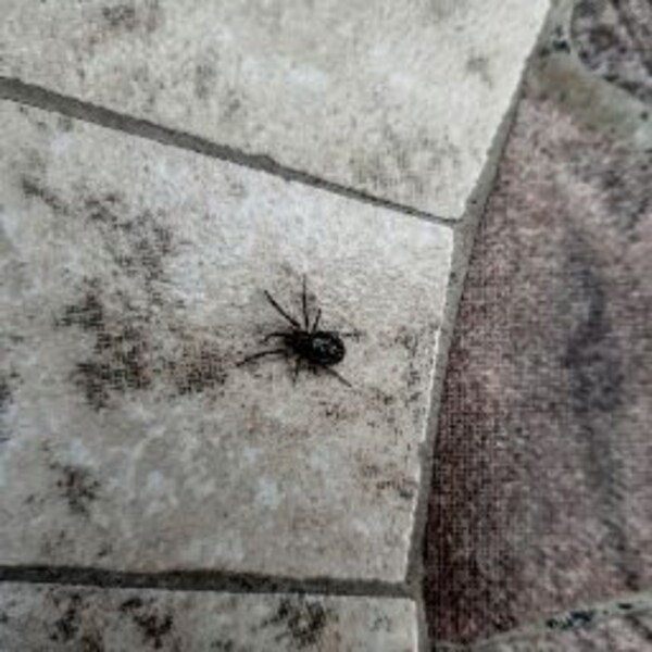 Amigurumi Doll Pattern Critical Role Caleb Widogast With Frumpkin, DIY ...