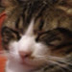 Dark Vinyl Bra SPIDER - Etsy