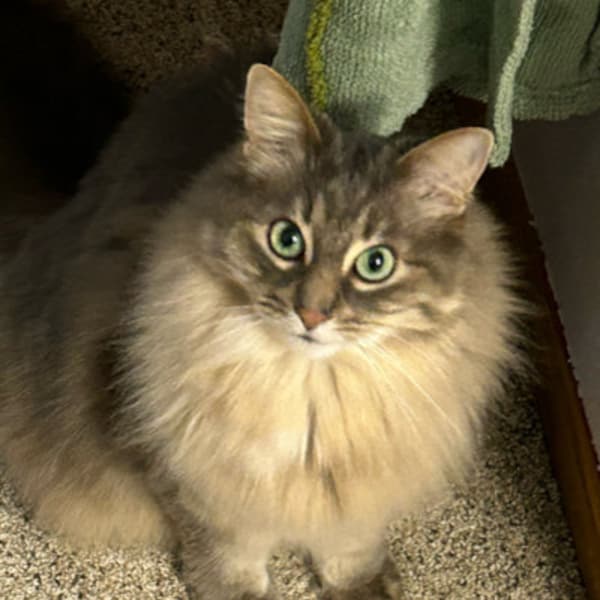 It's Hard to Be Optimistic ... Just for Fun Card, Snarky Card, Thinking ...