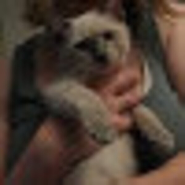 Wool/sari Silk Blend Batt for Spinning, Felting, Fiber Art. Natural ...