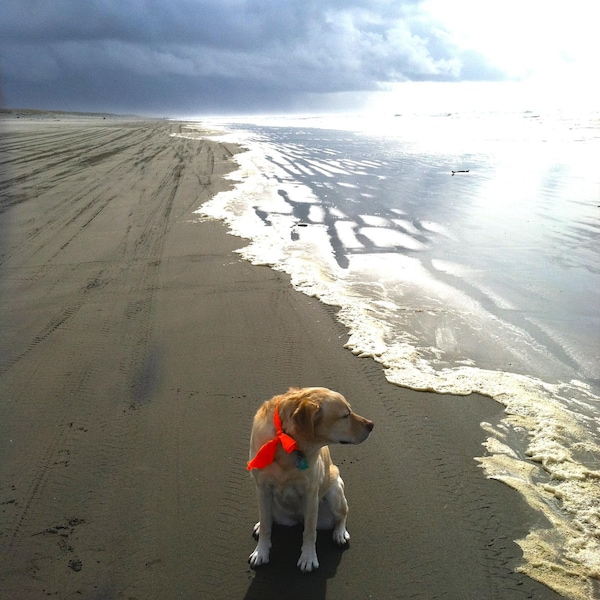 Animal Sort, Air, Land, & Water Animals, Animal Sorting Activity ...