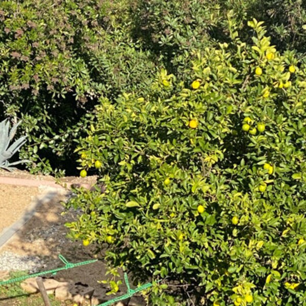 Thanks for Showering the Bride to Be Stickers /blue Floral Bridal ...