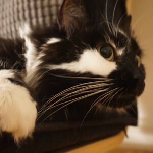 Lovely Frog Keycap, Kawaii Artisan Keycap, Custom Cherry Mx Keycap for ...