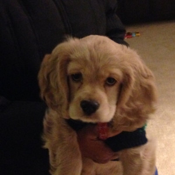 Puerto Rico Flag Vinyl Stickers-decals, Calcomania Bandera De Puerto Rico46 - Etsy